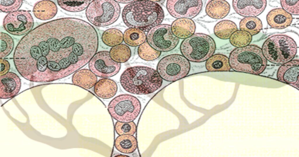 Blood cell family trees trace how production changes with aging ...
